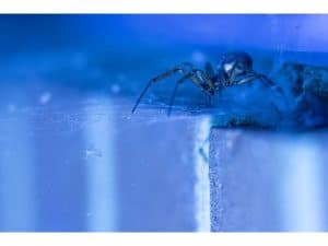 How To Spider Proof A Shed | Garden Buildings Direct Blog