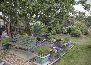 Allotment Ideas and Tips to Make the Most of Your Plot