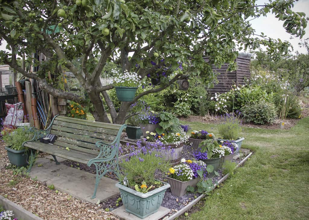 Allotment Ideas and Tips to Make the Most of Your Plot