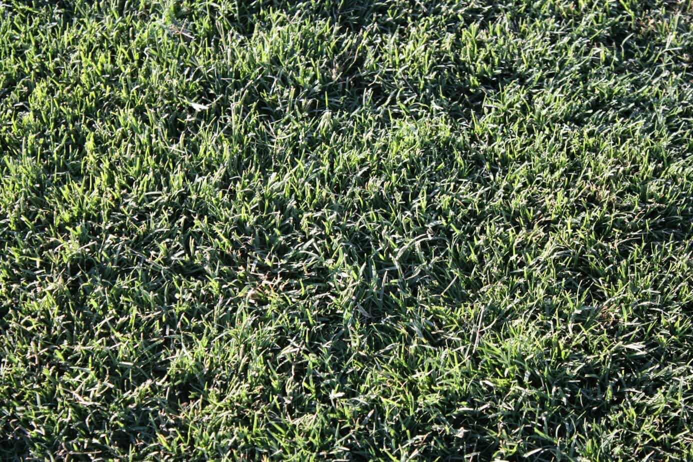 Lawn Care Ideas for a Healthier Landscape