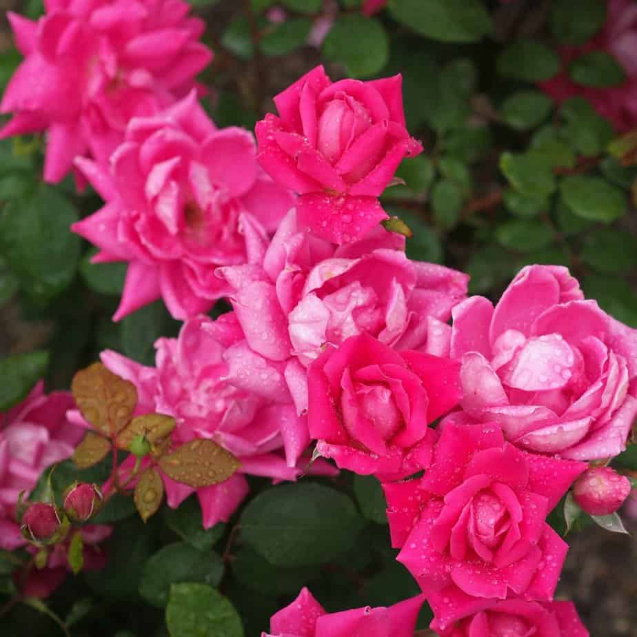 Rose Garden Ideas for a Beautiful Bloom (With Pics)