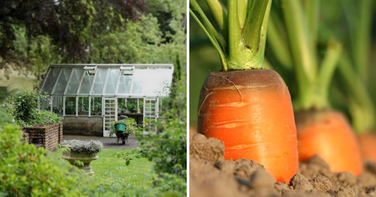 5 Clever Tips on How to Start a Garden: A Beginner's Guide